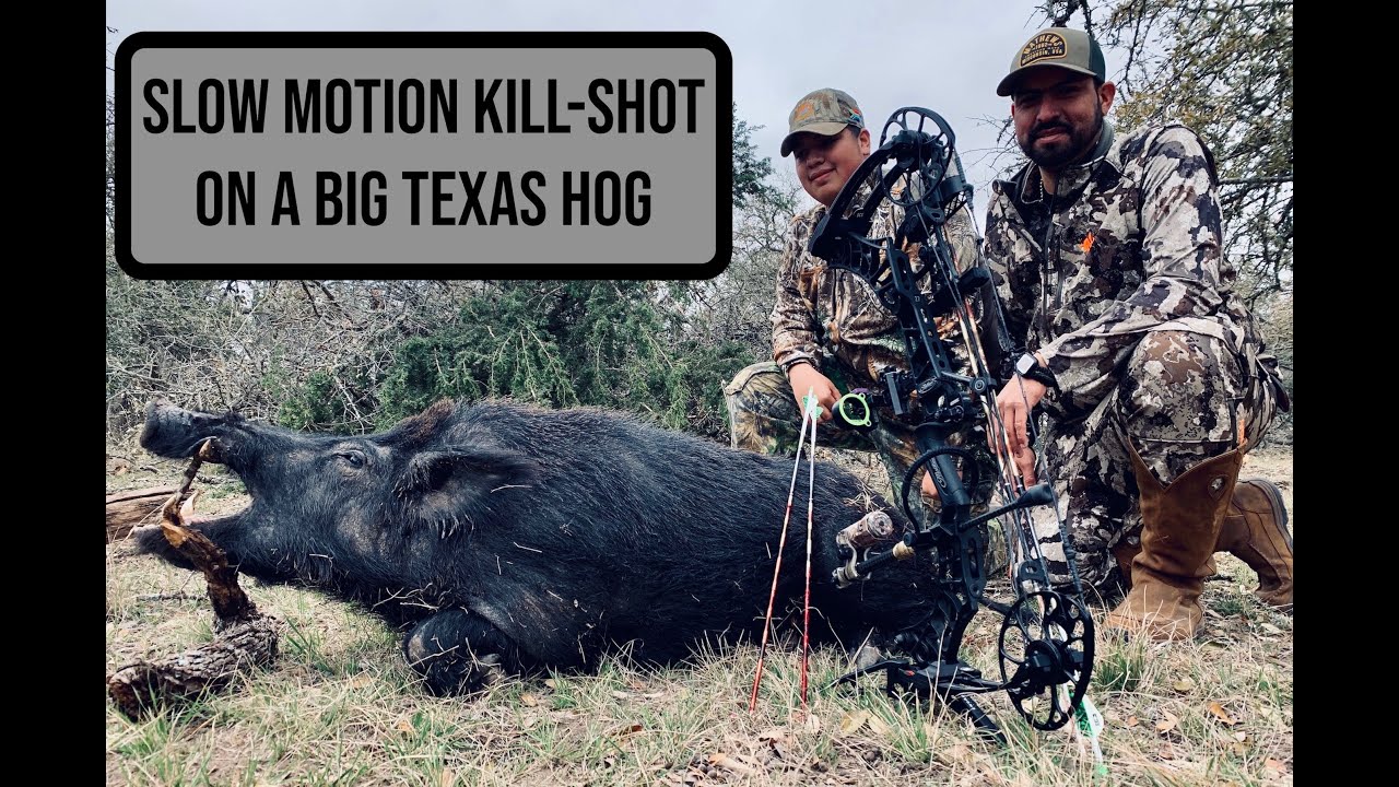 Slow Motion Bow Kill-Shot on a RUNNING 250lb Texas Hog! - Texas Hog ...