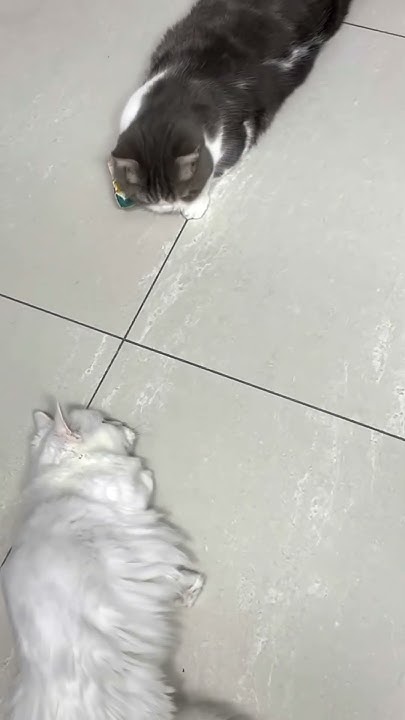 애착 쿠션에 집착하는 고양이 | Cats High on Catnip #shorts - YouTube