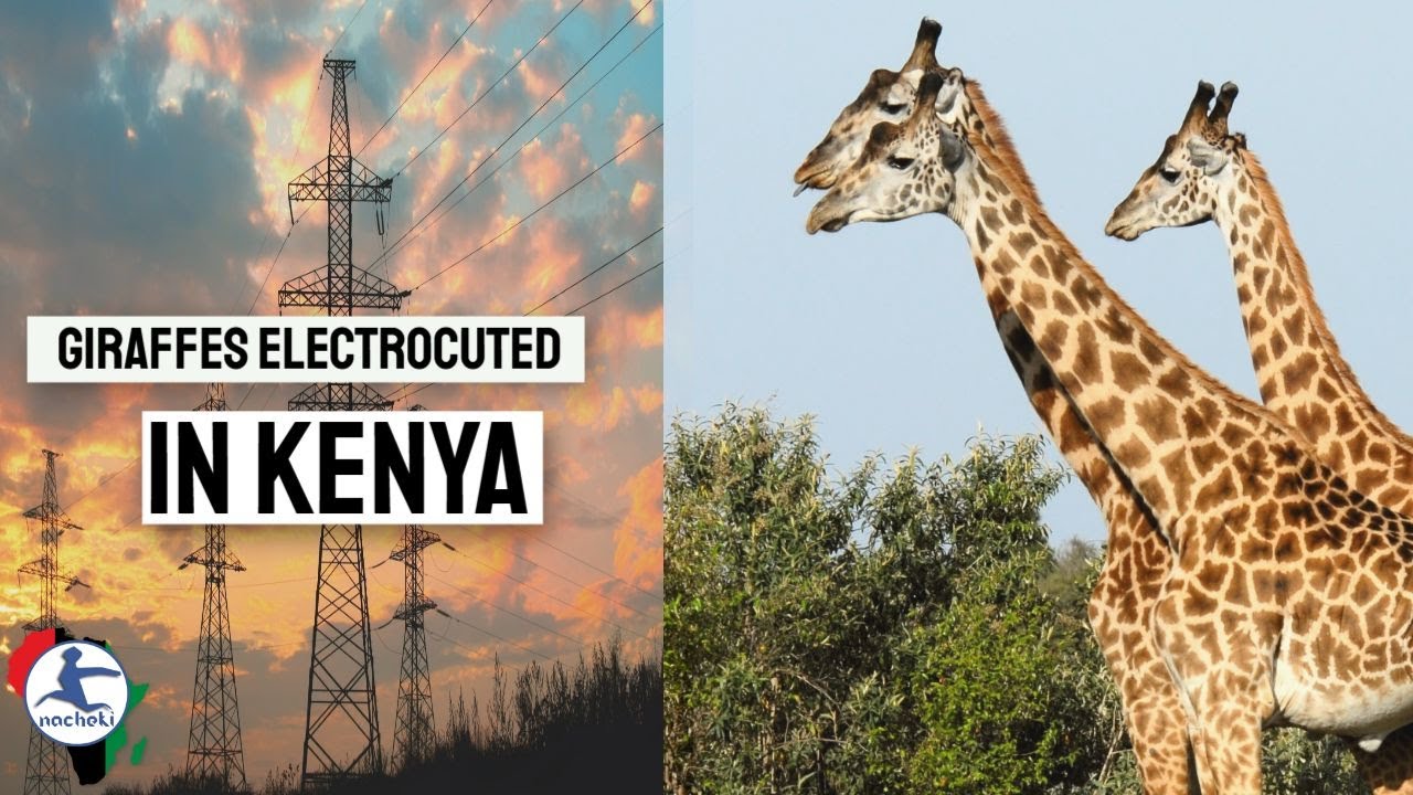 Outrage as Three Endangered Giraffes Electrocuted to Death in Kenya ...