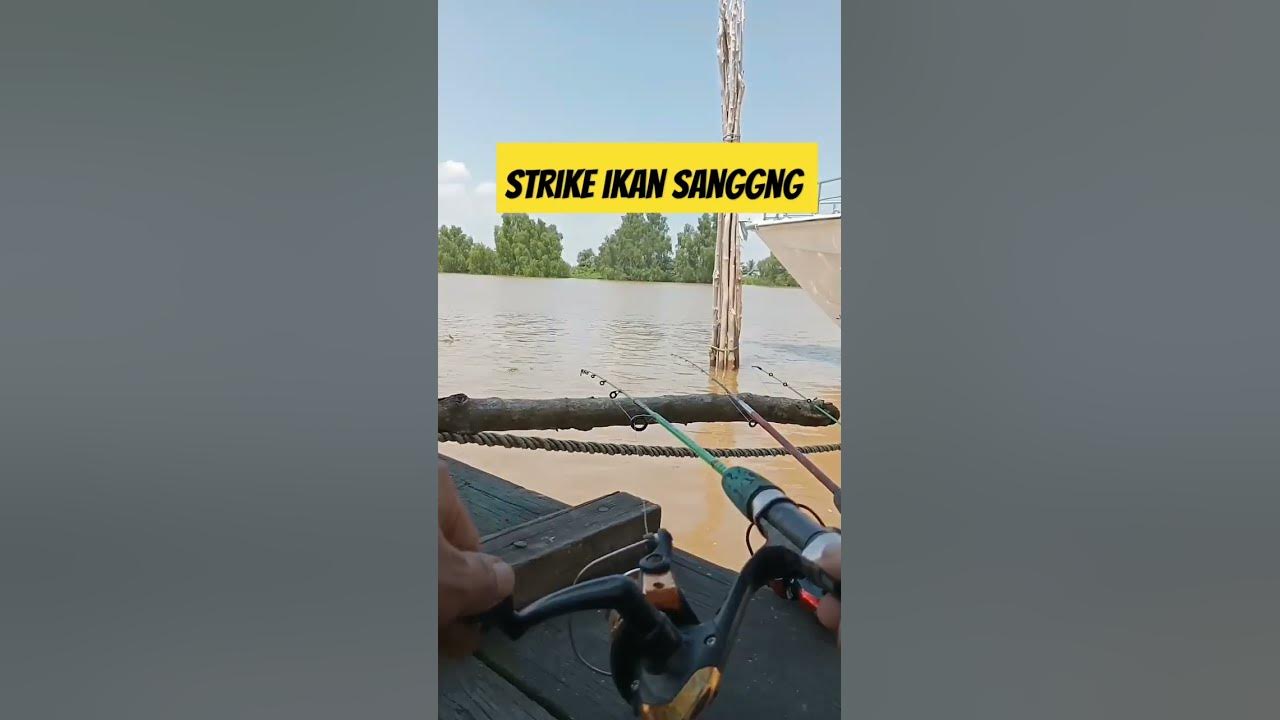 Detik detik strike ikan sanggang #shortvideo - YouTube