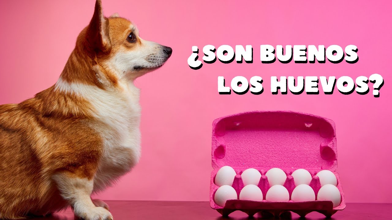 ¿Es bueno darle de comer huevos 🥚 a tu perro? - YouTube