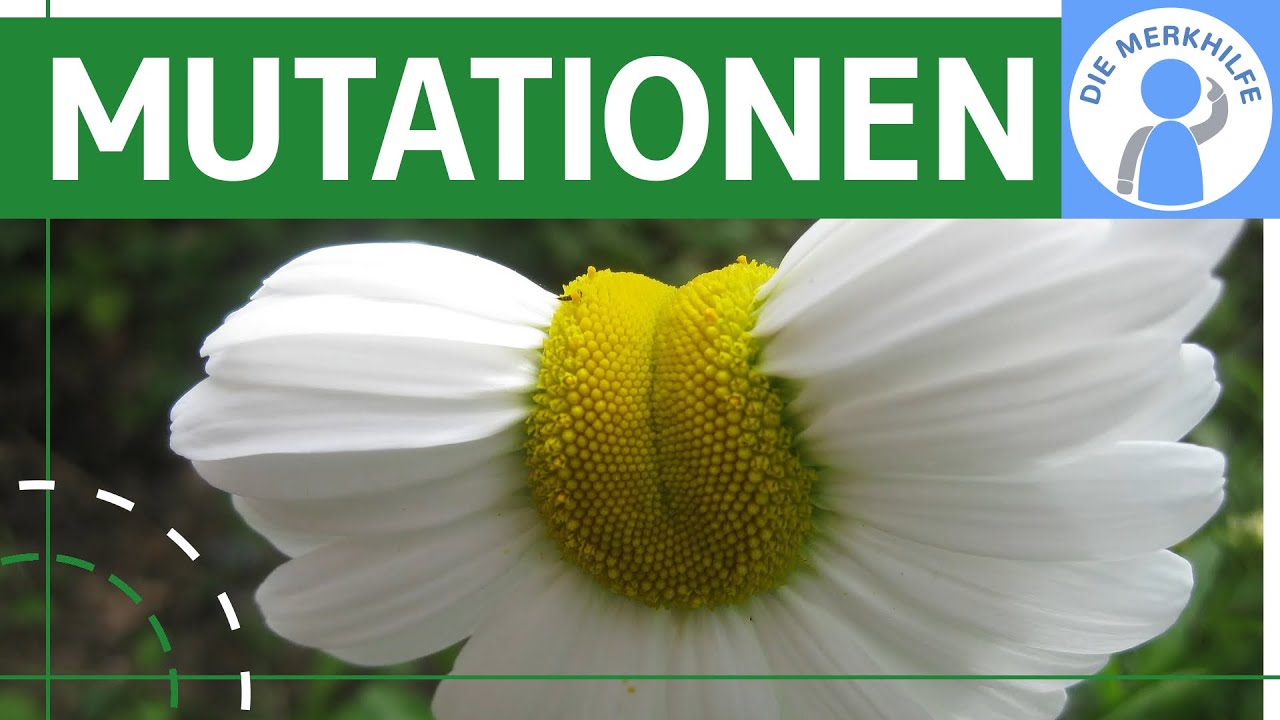Mutationen - Definition, Entstehung, Arten, Folgen & Beispiele einfach ...