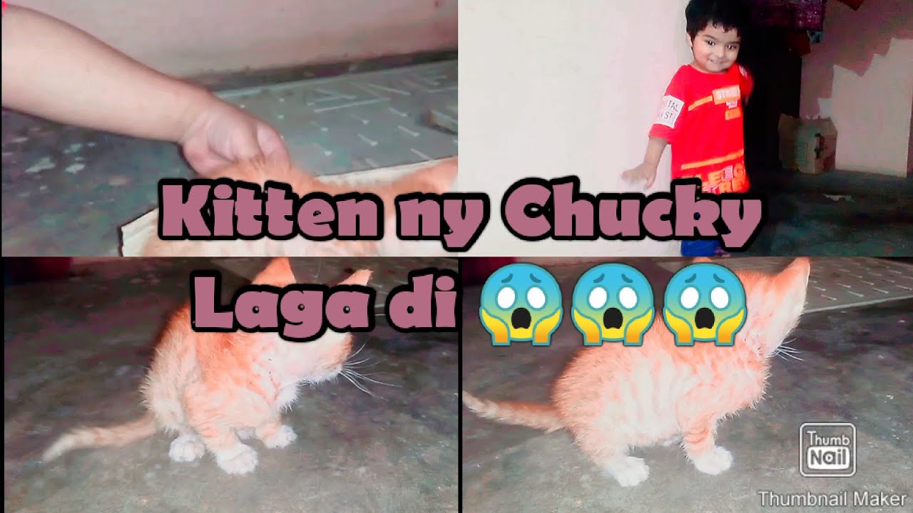 Kitten ny Chucky Laga di 😱😱😱 Khuch Or Khana Chahti hy ????? 🙄🙄 - YouTube