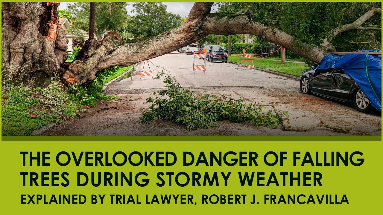 Falling Trees During Storms Are Deadly: Must-Know Safety Tips & Legal ...