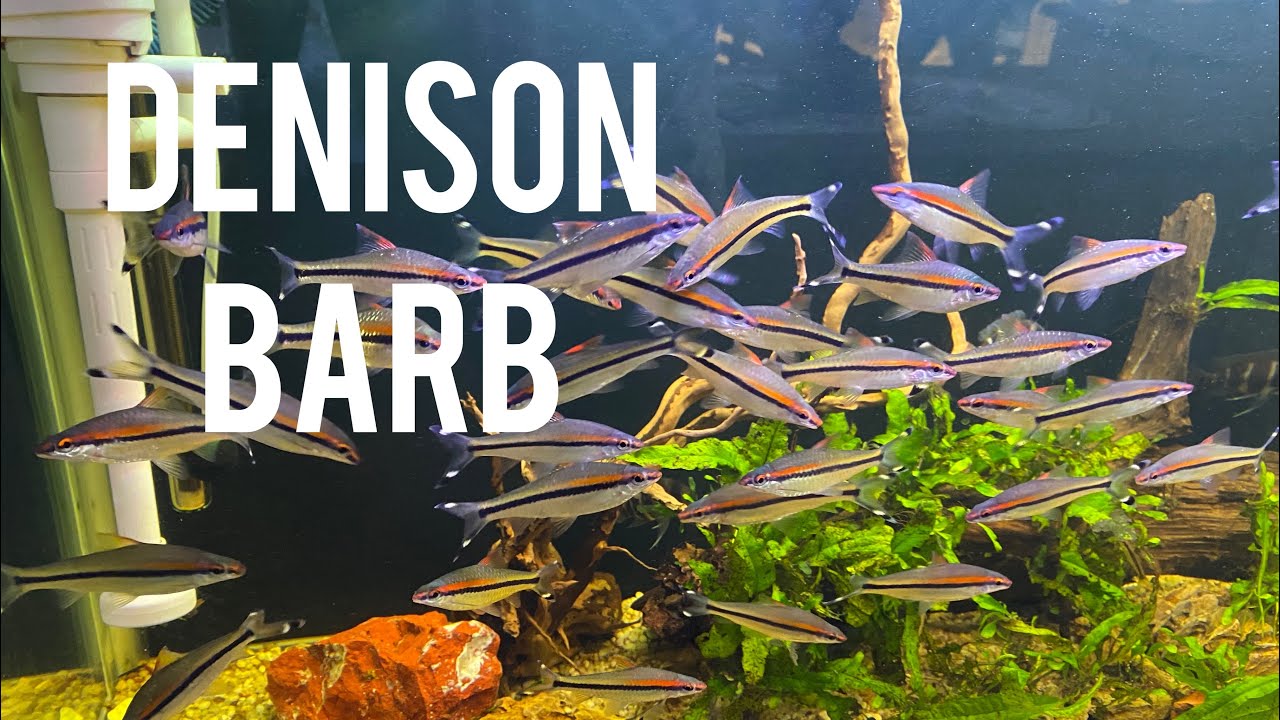 Some things about maintaining Denison Barb fish - YouTube