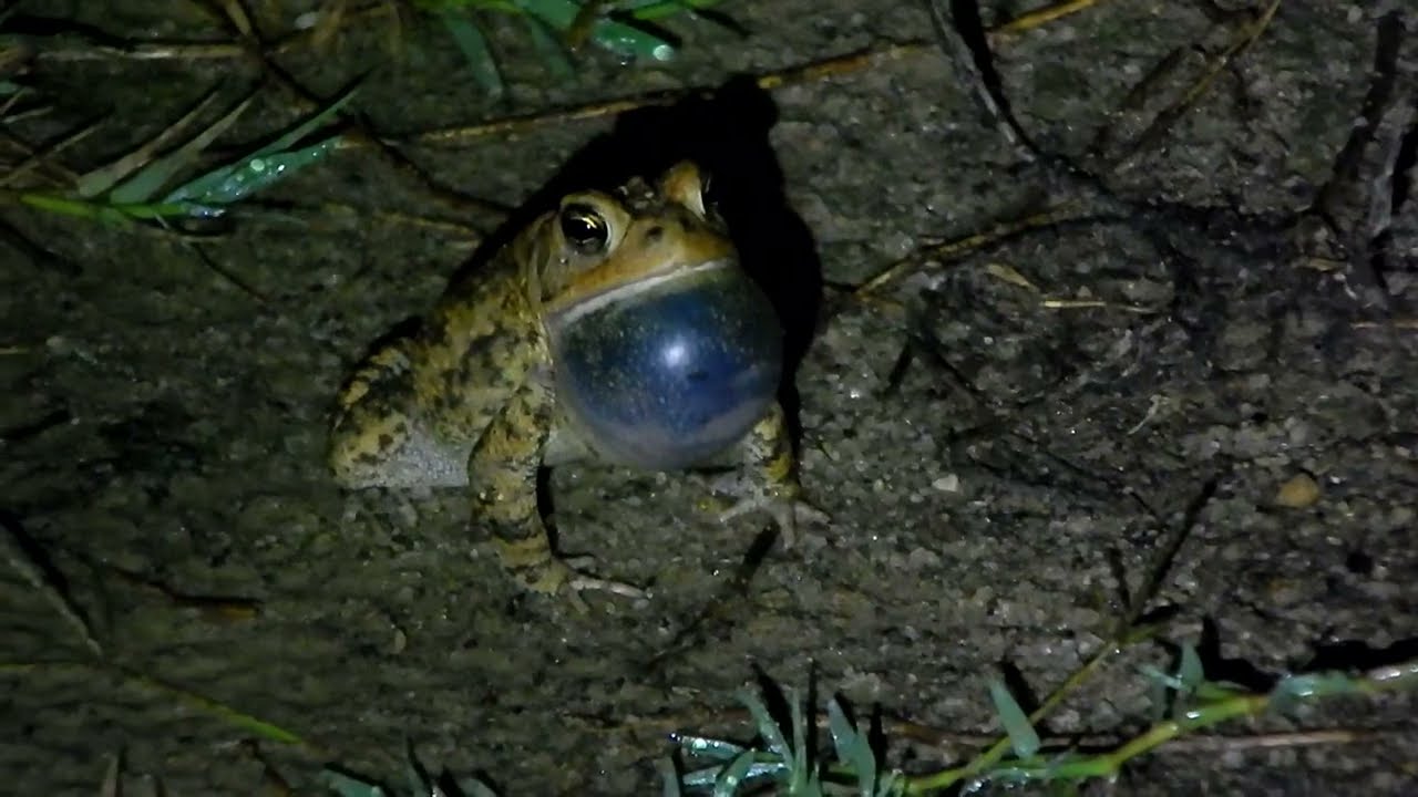 Southern Toad Calling - YouTube