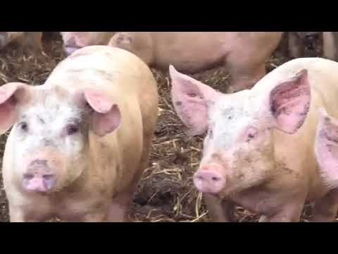 Minnesota pigs farm 2018 by. Ytv - YouTube