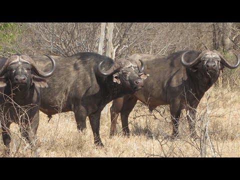 Africa Hunting Rifles 101 With Kevin Robertson - YouTube