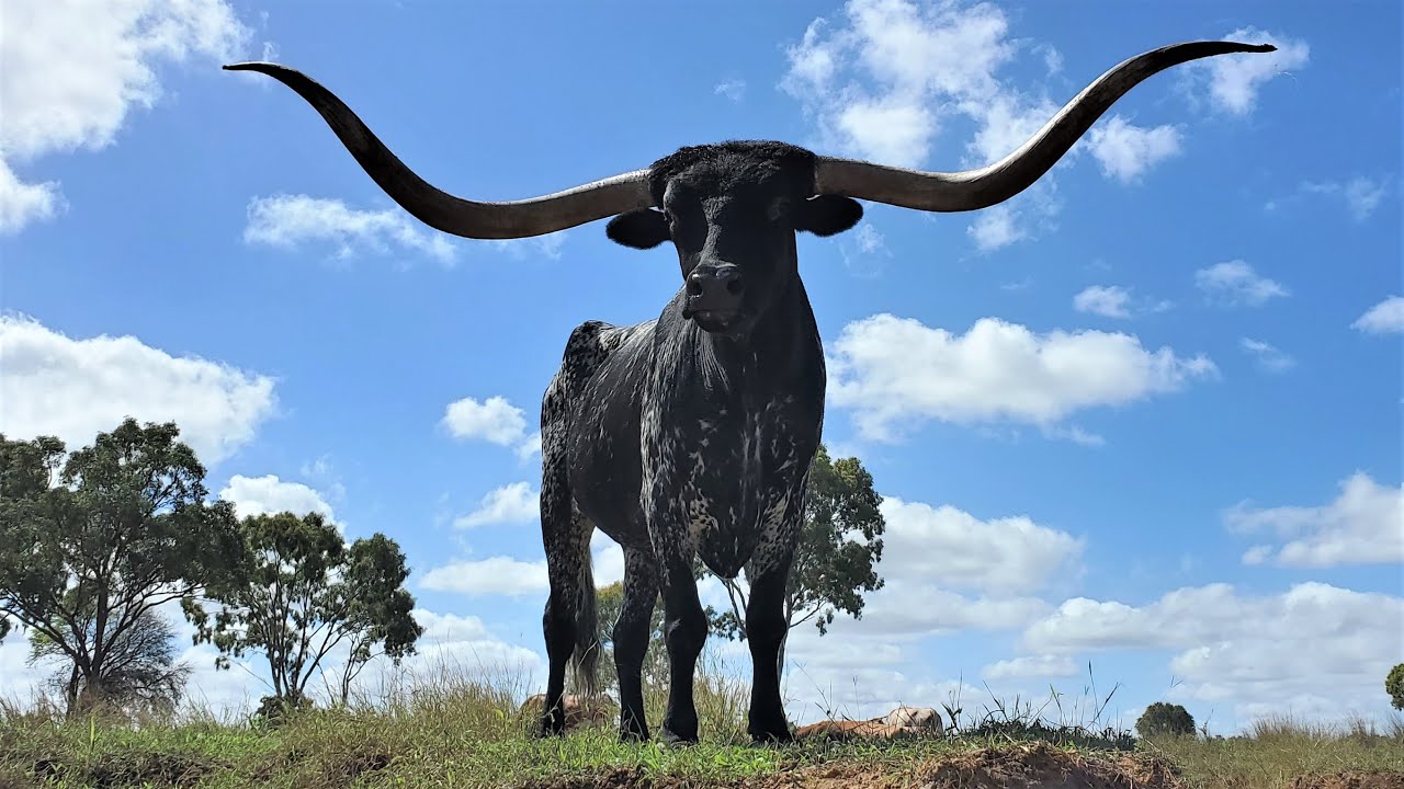 Texas Longhorn Safari at Texas Longhorn Tours, Queensland, Australia ...