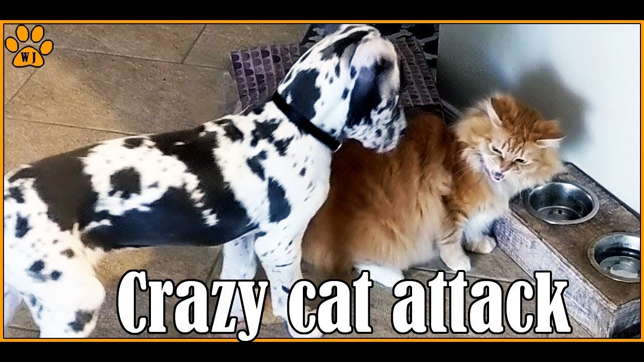Crazy Cat Attacking Dog | Try Not to Laugh at this Great Dane vs. Cat ...