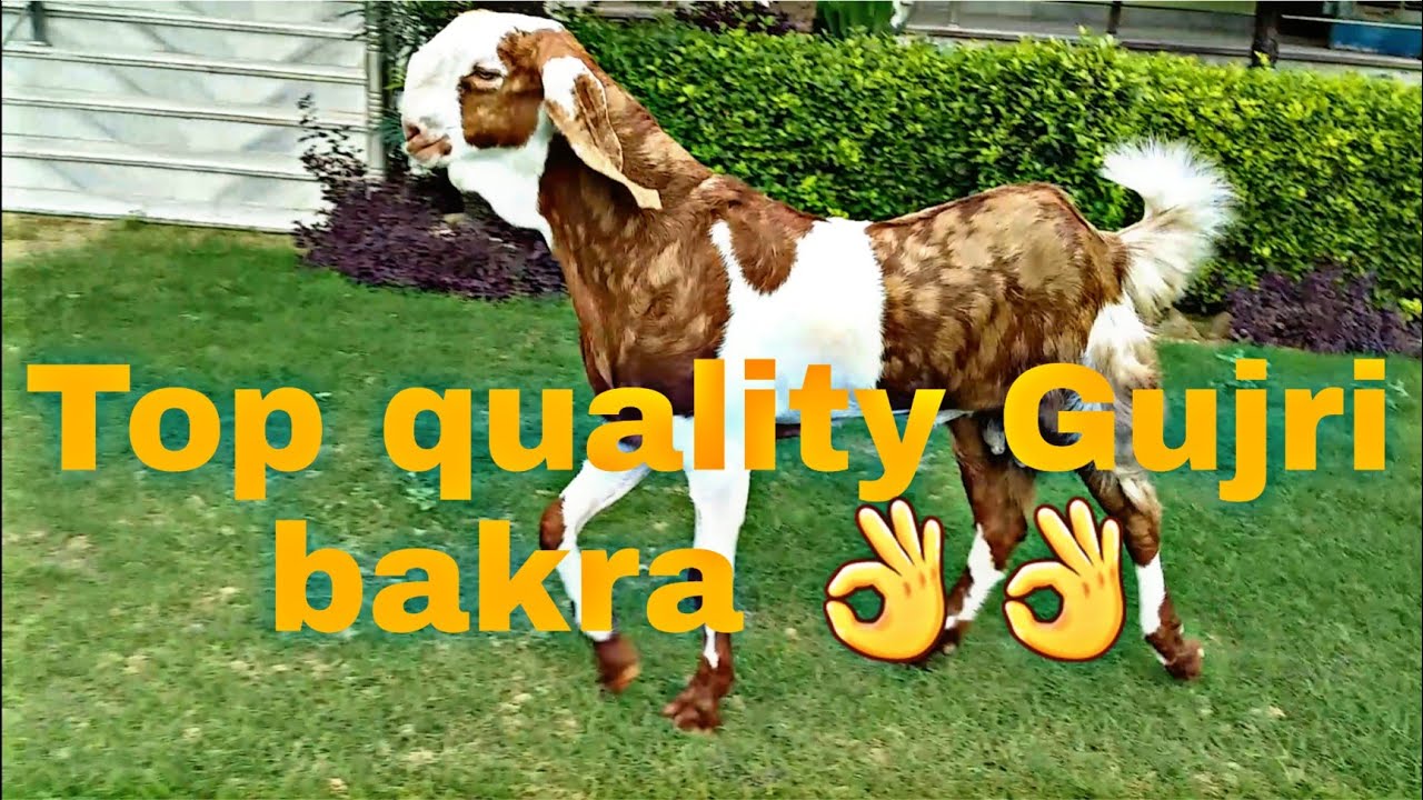 Top quality Gujri Bakra mashalla 40kg adant - YouTube