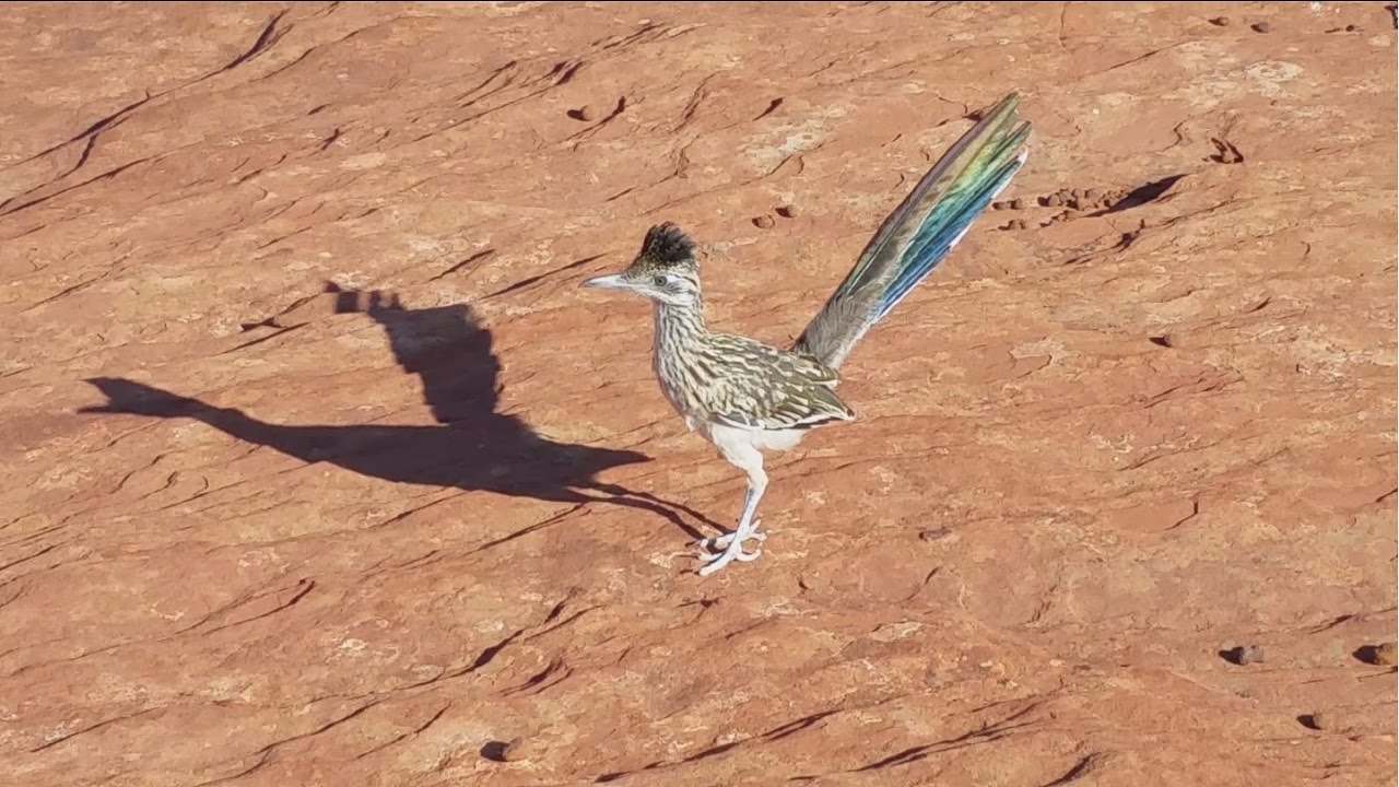 Roadrunner in Snow Canyon State Park, Utah - YouTube