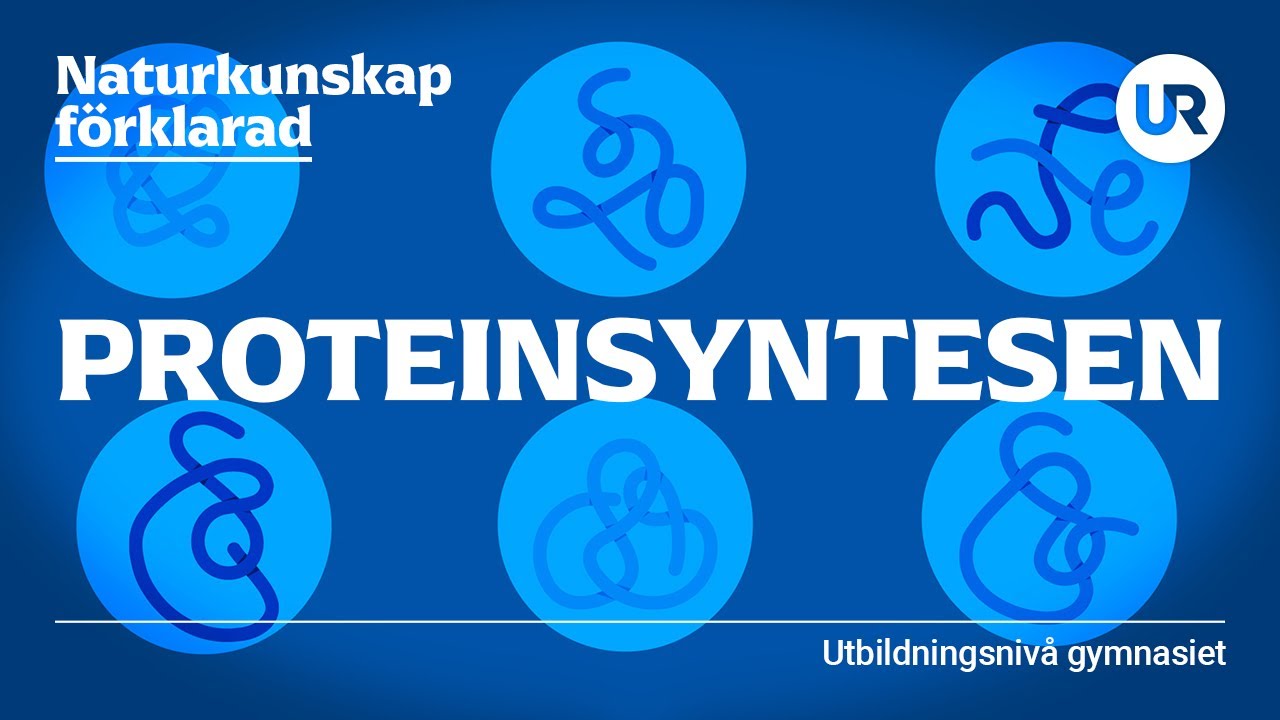 Proteinsyntesen förklarad | BIOLOGI | Gymnasienivå - YouTube