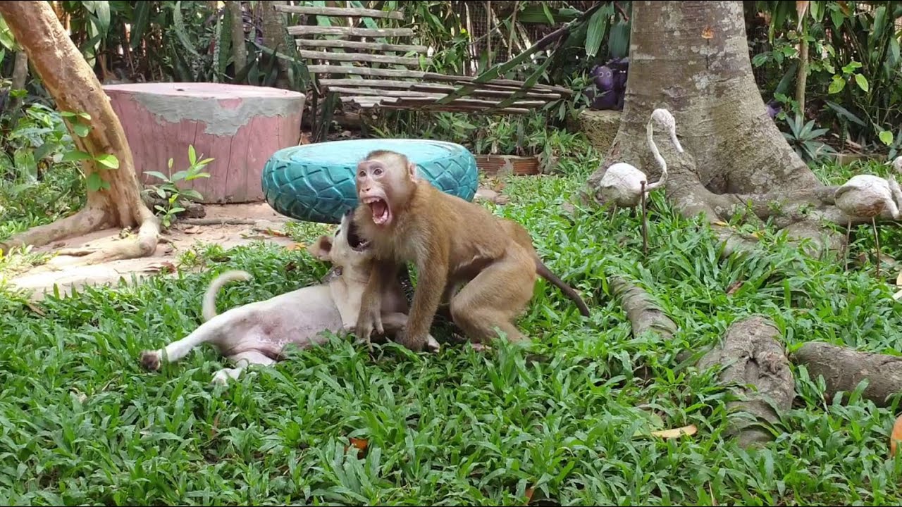 What adorable monkey Koko playing with, They are so happy /Koko&Yoko ...