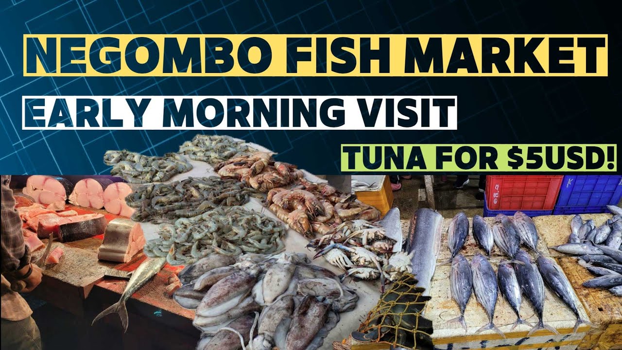 Negombo Fish Market - Early morning visit - Nov 2022 - TUNA for 5USD ...