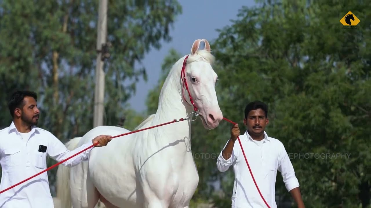 NUKRA HORSE II COLT RANVIJAY II SMAJI STUD FARM THARAJWALA II MANN ...