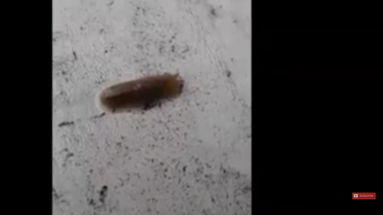 how to find a slug in your backyard - YouTube