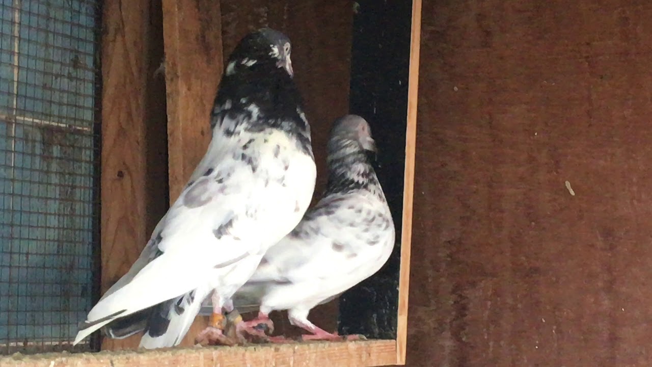 New purring pigeon 2020 - YouTube