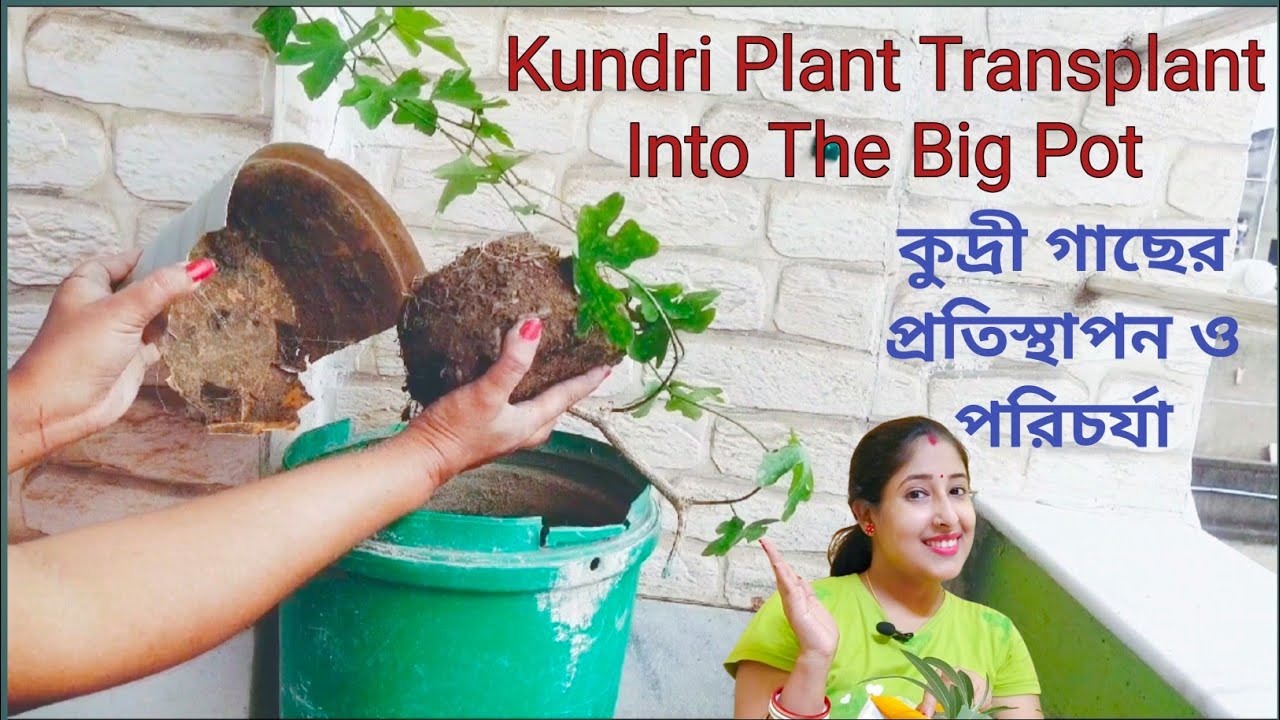 Kundri Plant Transplant Into The Big Pot/কুদ্রী গাছের প্রতিস্থাপন ও ...