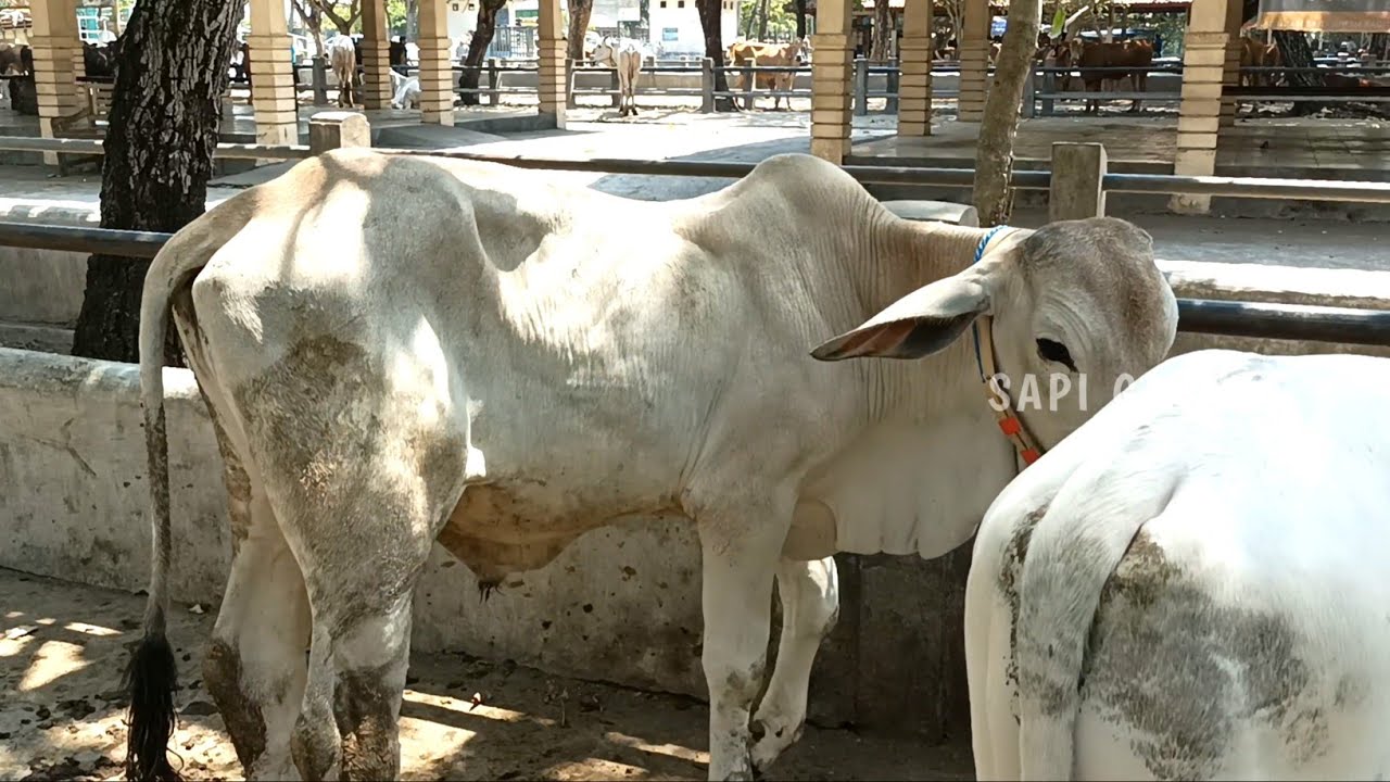 Sapi 2 Juragan Kondang Dlingo Bantul !! Pedet Harga Ekonomis Dan Sapi Siapan Qurban Tahun Depan ...