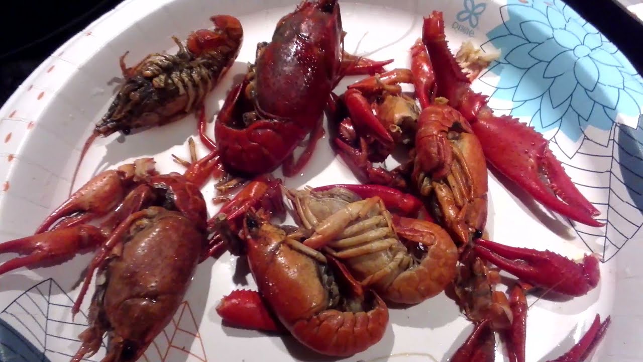 Crawfish/Crawdad Boil. Yummy Protein Snack on the Low Rent Cooking Show ...