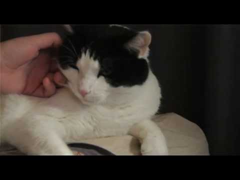Ghost Pet Documentary - YouTube