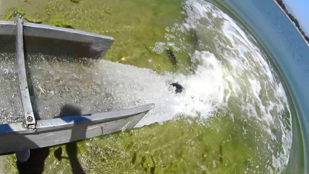 7/14/16 STOCKING BIG TILAPIA, BLUE & “SILVER” CATFISH – SANTA ANA RIVER ...