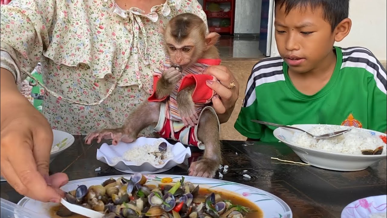 So Much Fun !! The Adorable Monkey TORO Enjoy Oyster With His Family ...