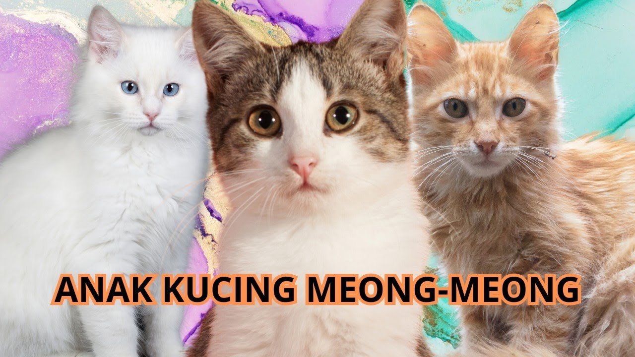 Anak Kucing Meong Meong | Lagu Anak Kucing | Lagu Anak Kucing Viral ...