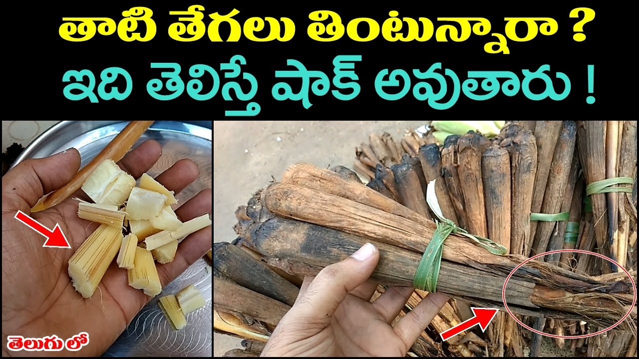 తాటి తేగలు తింటున్నారా ? ఇది తెలిస్తే షాకవుతారు ! || Real Facts About ...