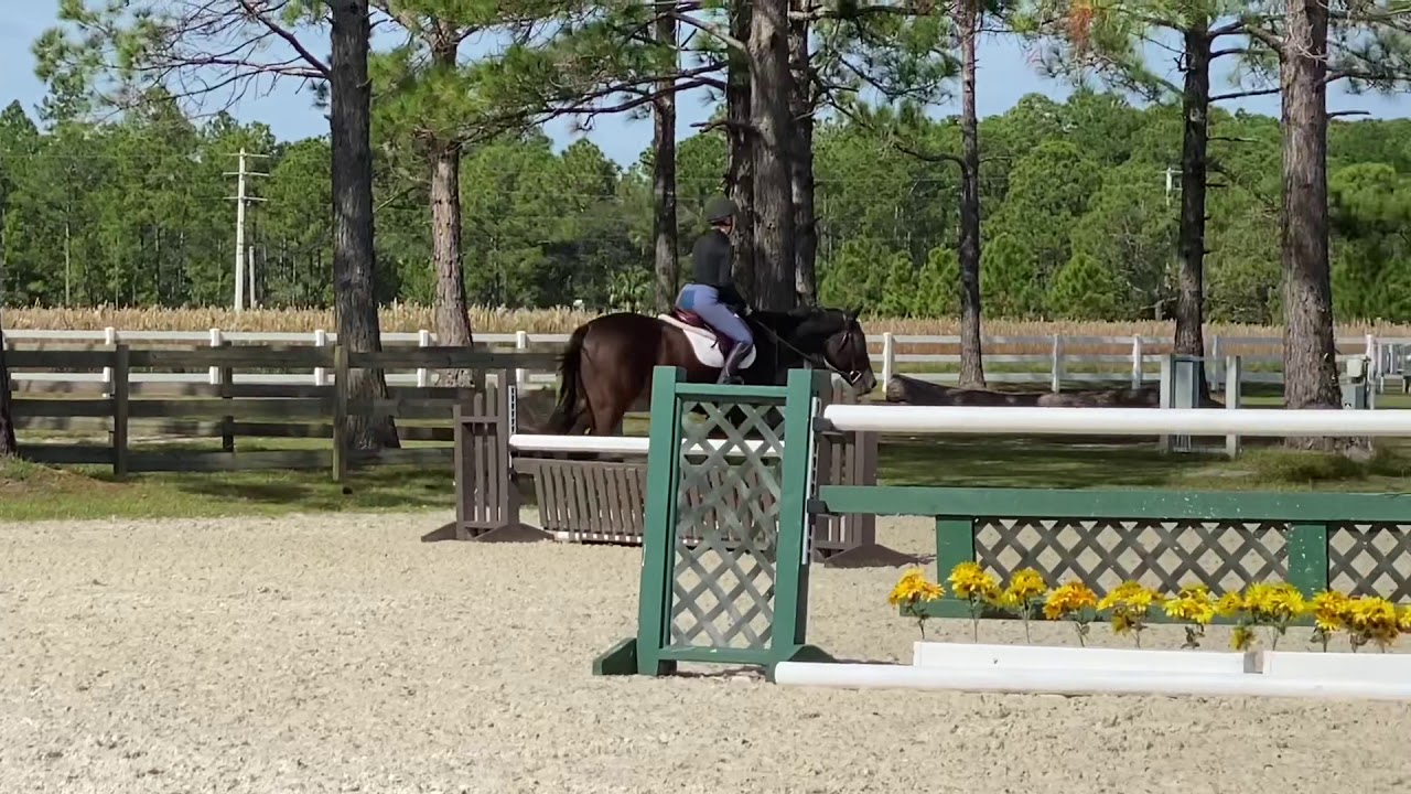 Griffin 7 yr old thoroughbred hunter - YouTube