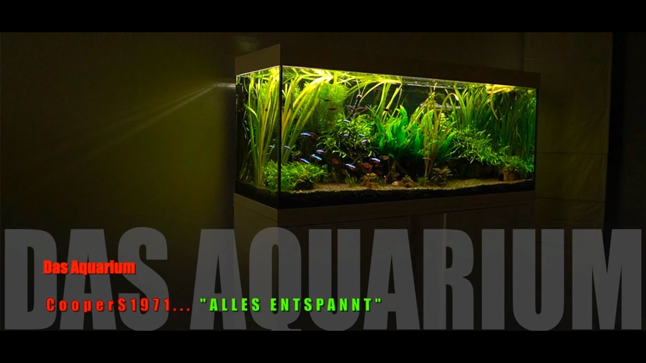 Eheim 240l - Das Aquarium - Neon, Barbe, Fünfgürtelbarbe, Smaragdprachtbarsch, Salmler - - YouTube