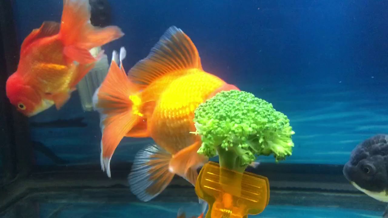 Oranda goldfish on diet - YouTube