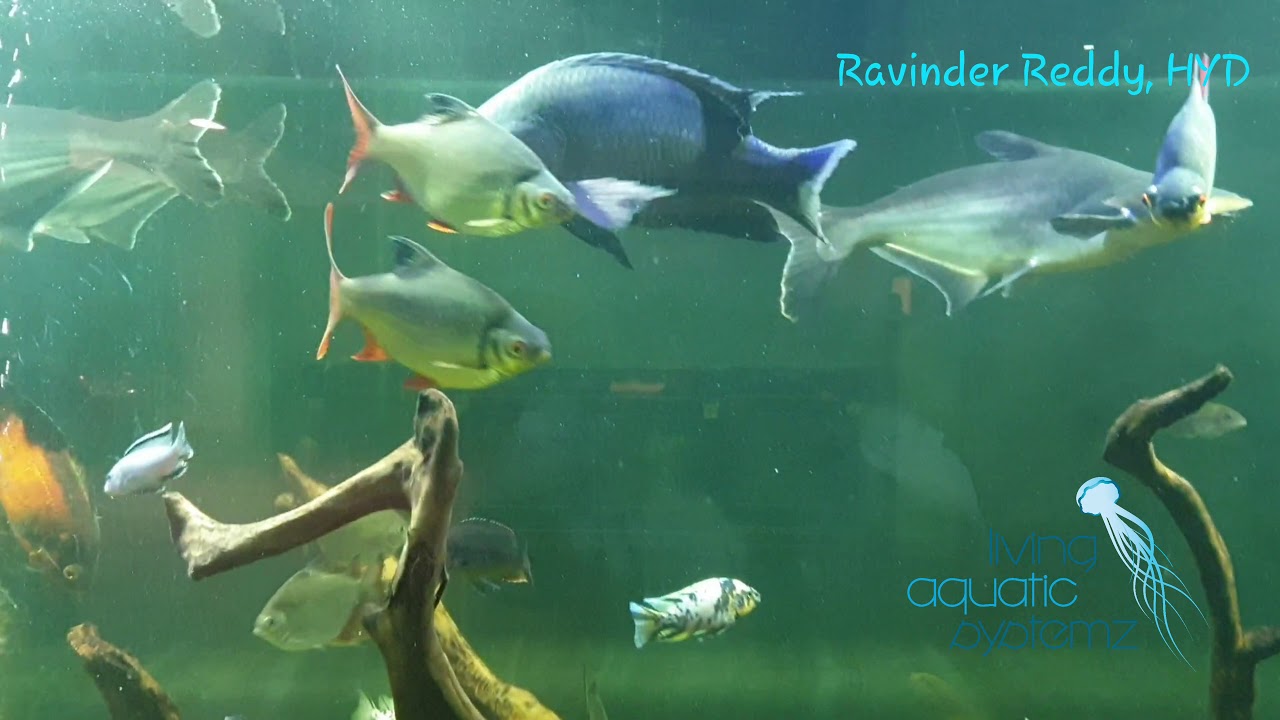 Ravinder Reddy Aquarium ! - YouTube