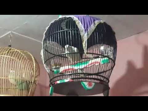Puter pelung putih suara cengkok ngayun 085222902905
