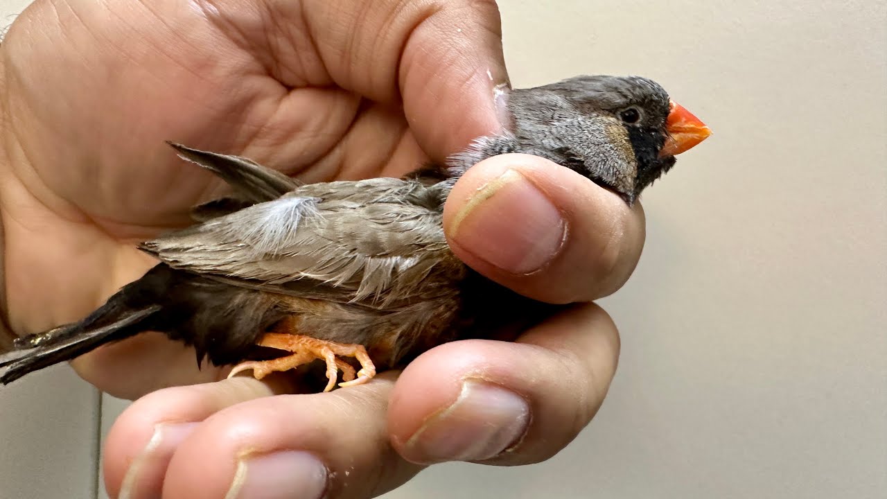 Charcoal zebra finch bird a recessive genes bird breeding tips and ...