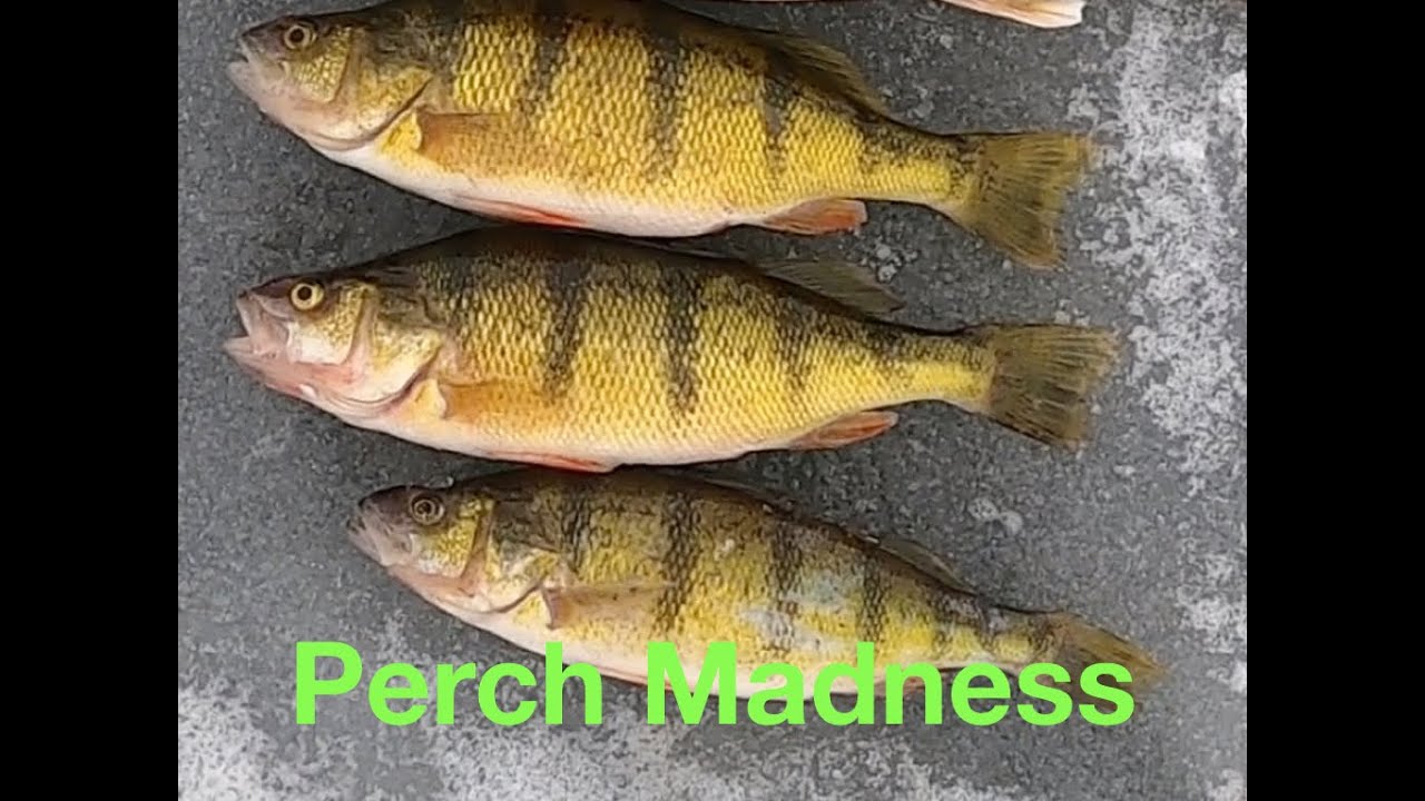 FIRST ICE PERCH FEEDING FRENZY! Ice fishing With The MOST Consistent ...