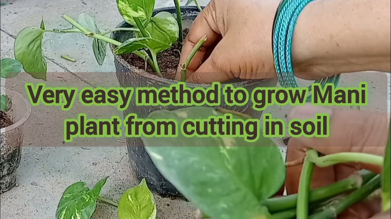 How to grow Mani plant in soil || How to get more plants from cutting ️ ...
