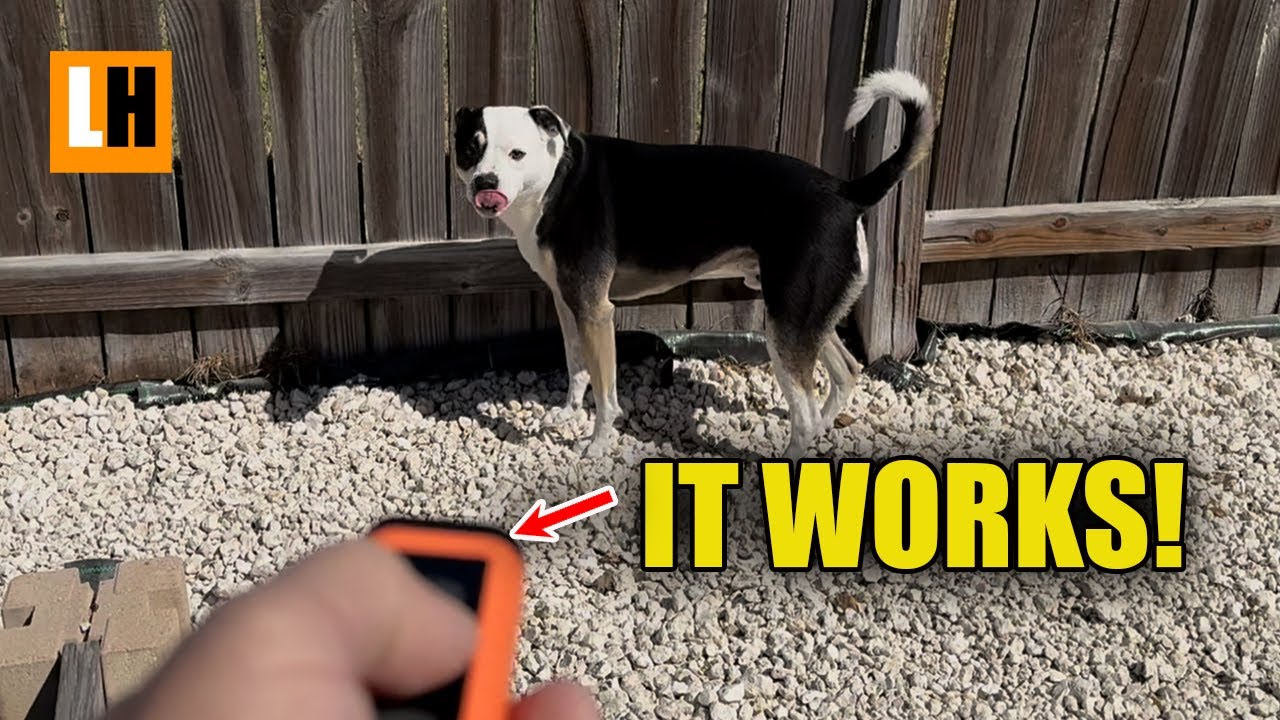 Dog Ultrasonic Trainer and Bark Deterrent - Works on my Dog! - YouTube