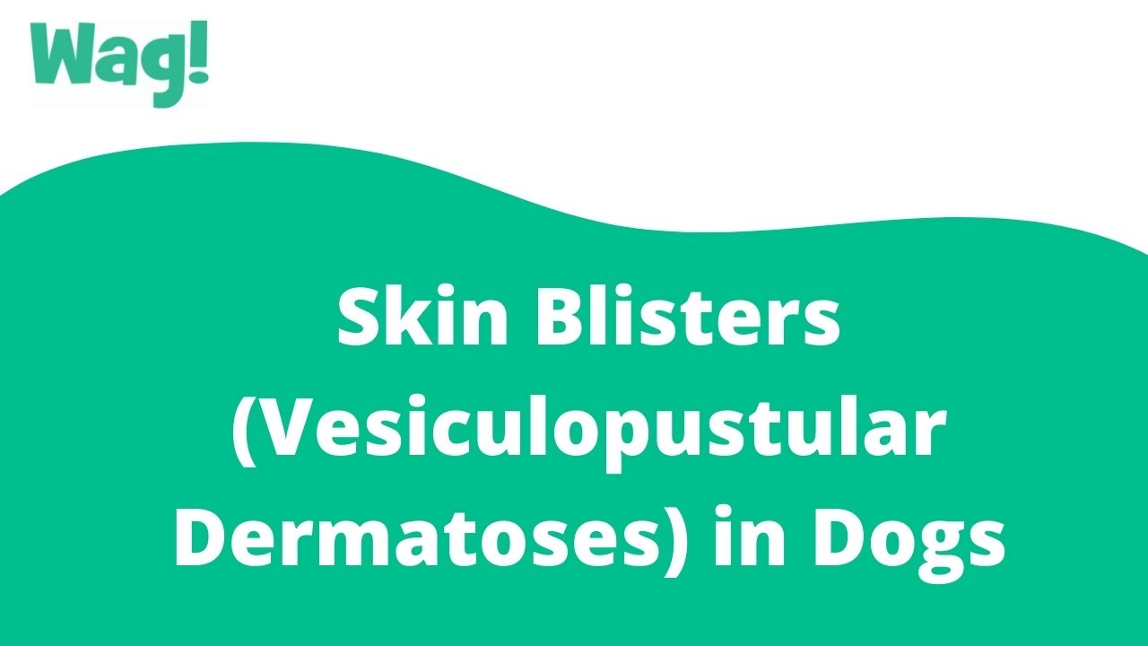 Skin Blisters (Vesiculopustular Dermatoses) in Dogs | Wag! - YouTube