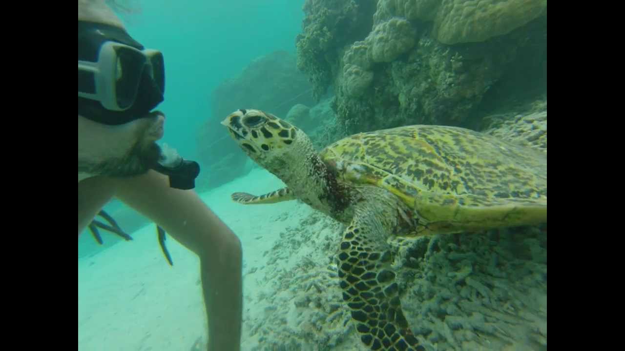 turtle kiss 960 - YouTube
