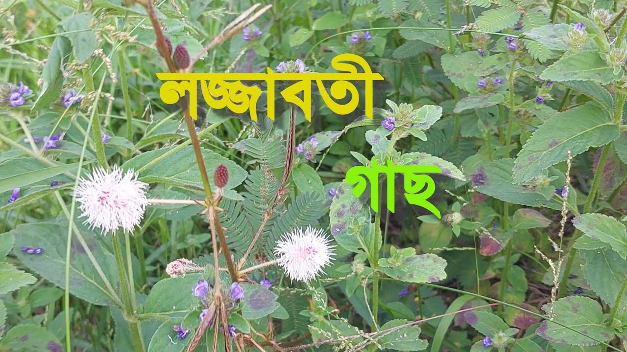 Mimosa plant | লজ্জাবতী গাছ | Lojjaboti Lota | Lojjaboti Gach 2023 ...