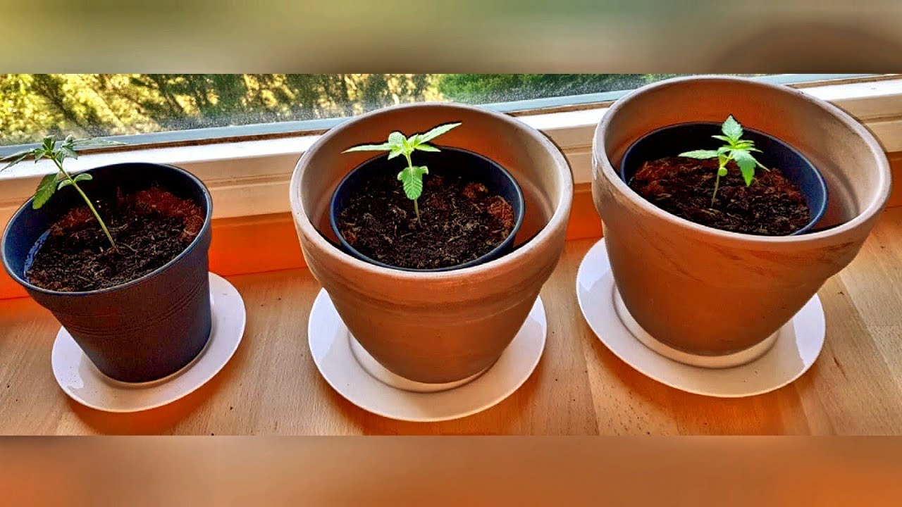 Grow your own Cannabis in 50 days - Cultivation progress time lapse ...