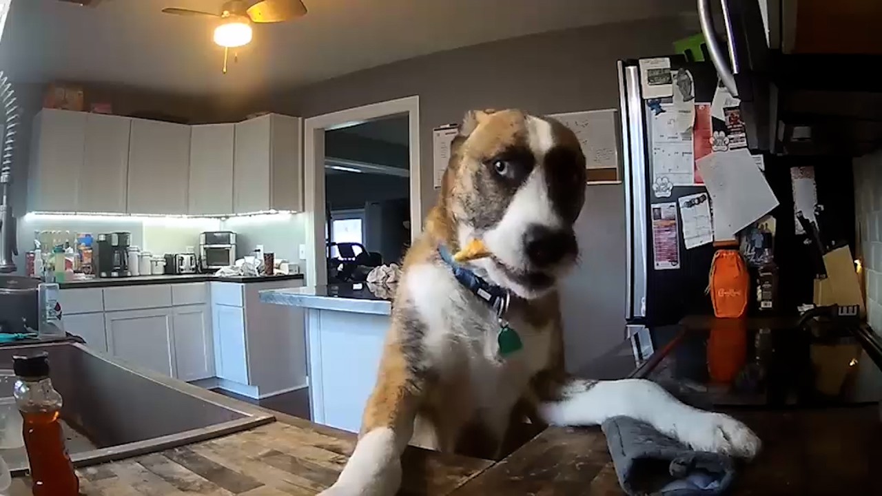 Show Us Your Baddies | HILARIOUS Naughty Pet Compilation - YouTube