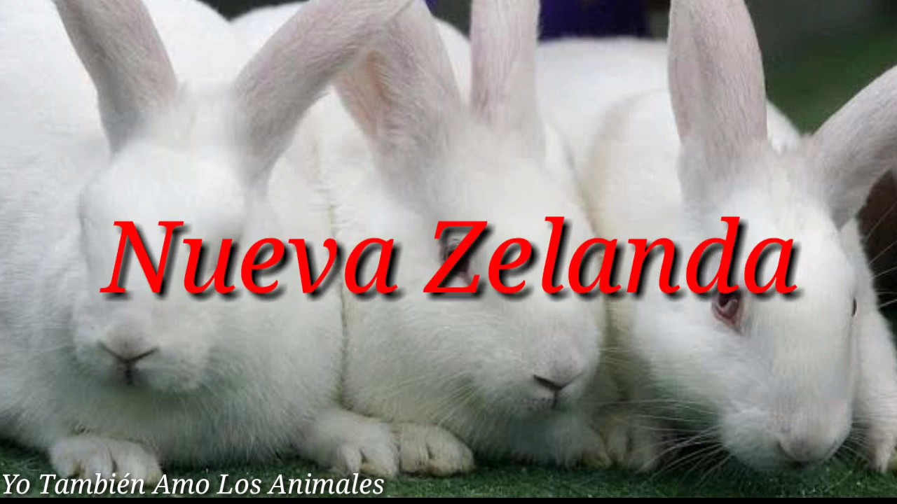 Raza De CONEJO NUEVA ZELANDA (Conejos)🐇 - YouTube