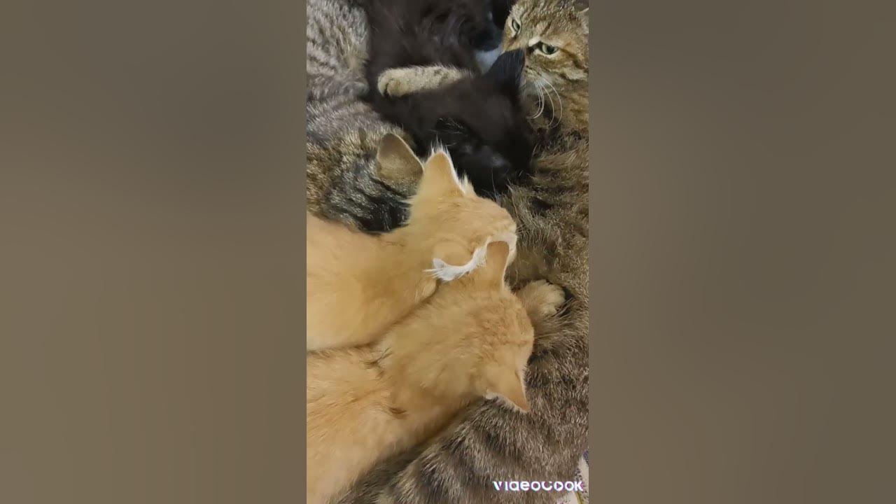 Кот сосёт молоко вместе с котятами.🙀🐈😺 - YouTube