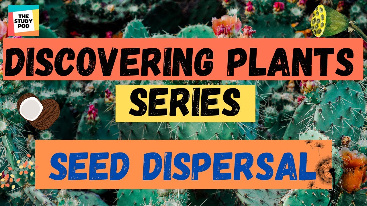 SEED DISPERSAL | DISCOVERING PLANTS SERIES | Part 5 | Science |The ...