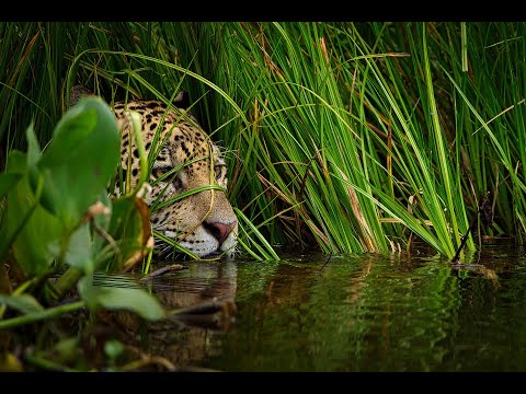 Jaguar'ın Timsah Avı