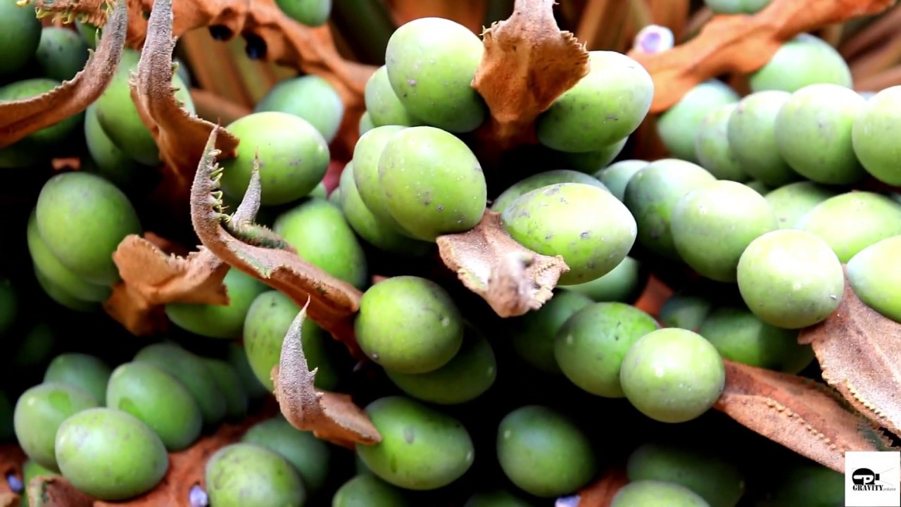 The Incredible and Easy Way to Grow and Process Sago plam/Eenthu - YouTube