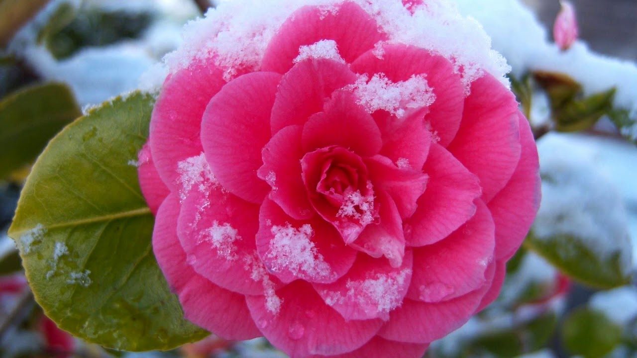 Camellia flower (HD1080p) - YouTube